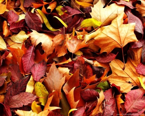 High Resolution Autumn Fall Leaves Wallpapers Hd 8 - Wallpaper ...