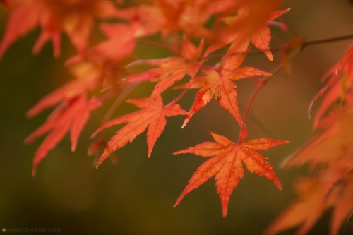 High Resolution Autumn Fall Leaves Wallpapers Hd 8 - Wallpaper ...