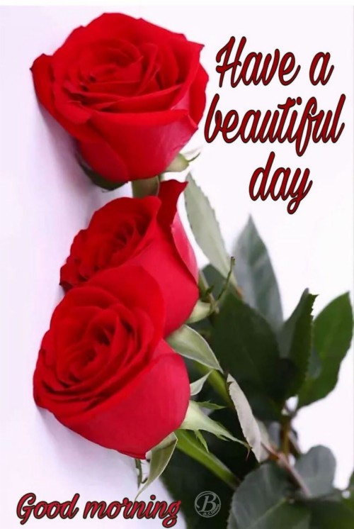 Good Morning Red Rose Images - Beautiful Rose Good Morning (#174664 ...