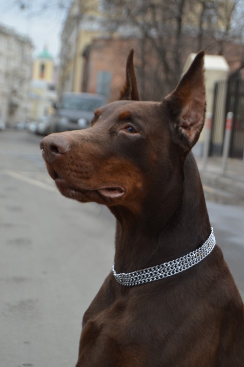 Doberman With Gun (#3007974) - HD Wallpaper & Backgrounds Download