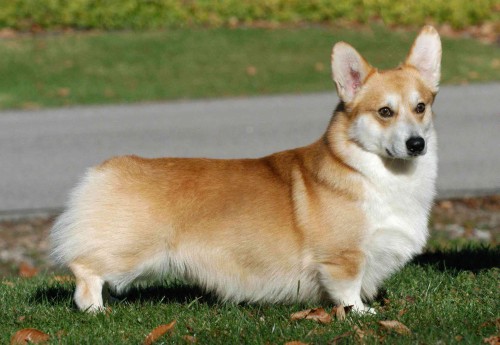 Animal Pictures Of Corgi - Full Grown Corkie Dog (#3012720) - HD ...