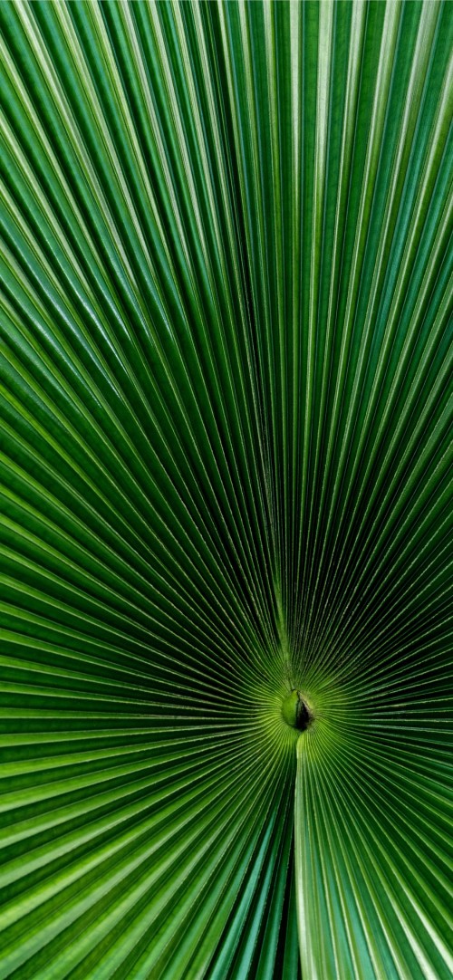 Palm Print Wallpaper - Palm Leaf Wallpaper Decor (#503442) - HD ...