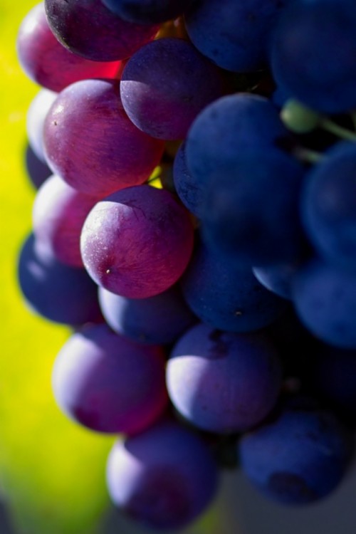 Grape Background (#3030481) - HD Wallpaper & Backgrounds Download