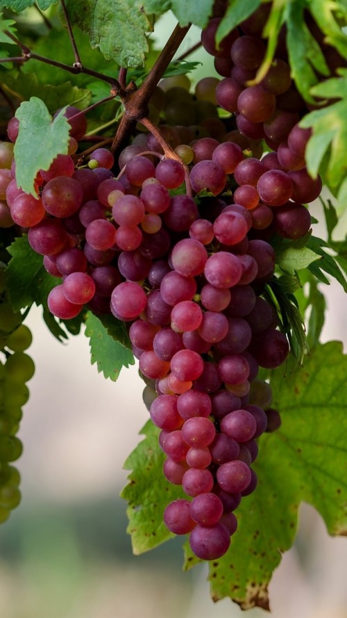 High Resolution Grapes Hd (#3030583) - HD Wallpaper & Backgrounds Download