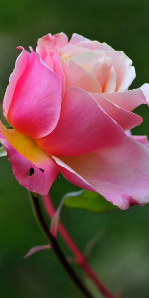 Black Rose Hd Wallpaper For Mobile - Black Rose Wallpaper Hd For Mobile ...