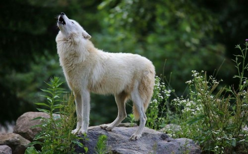Howling White Wolf (#3037806) - HD Wallpaper & Backgrounds Download
