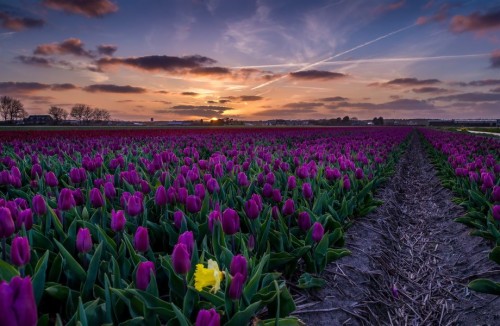 Flower Field Wallpaper 4k (#3038354) - HD Wallpaper & Backgrounds Download