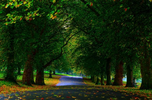 Wallpaper Avril Lavigne, Outdoor, Road, Rocker, Tree - Avril Lavigne ...