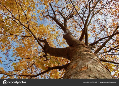 Trunk Crown Zelkova Serrata Autumn Color Tree Wallpaper - Autumn ...