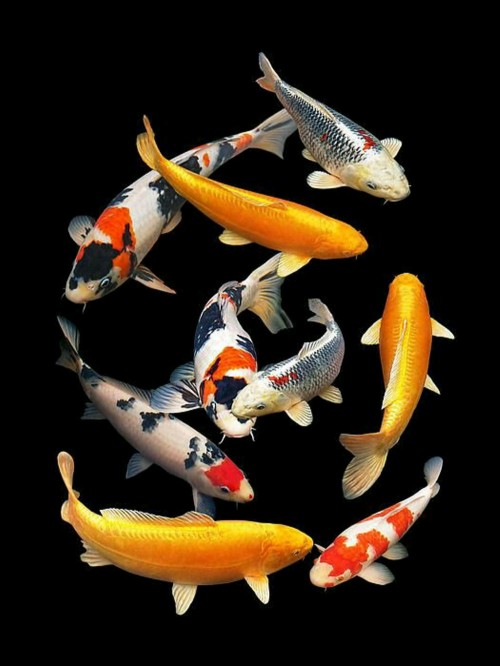 Fullsize Of Koi Fish Wallpaper Large Of Koi Fish Wallpaper - 3d Koi ...