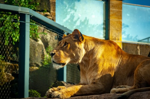 Wild Cats Wallpaper Hd Lion Tiger Puma Themes - Lion And Tiger ...