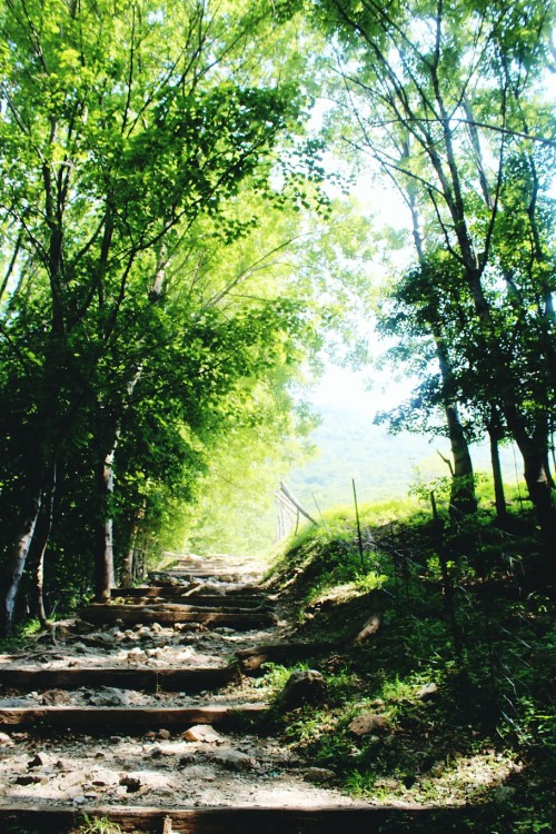 Grove (#2554436) - HD Wallpaper & Backgrounds Download