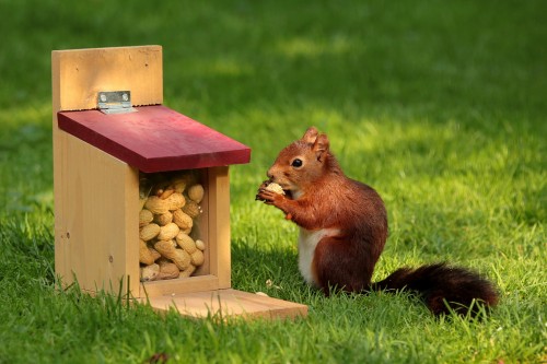 Squirrel Wallpaper - Squirrel Hoarding Nuts (#3080078) - HD Wallpaper ...