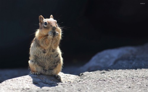 Squirrel Wallpaper - Fox Squirrel (#3080056) - HD Wallpaper ...