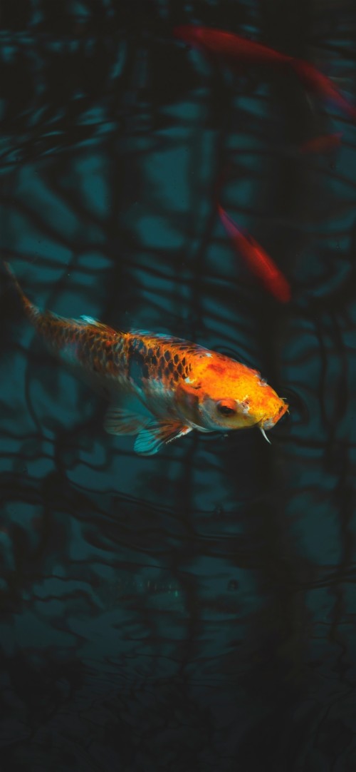 Fish Pond Live Wallpaper - Full Hd Koi Fish Iphone (#3125766) - HD ...