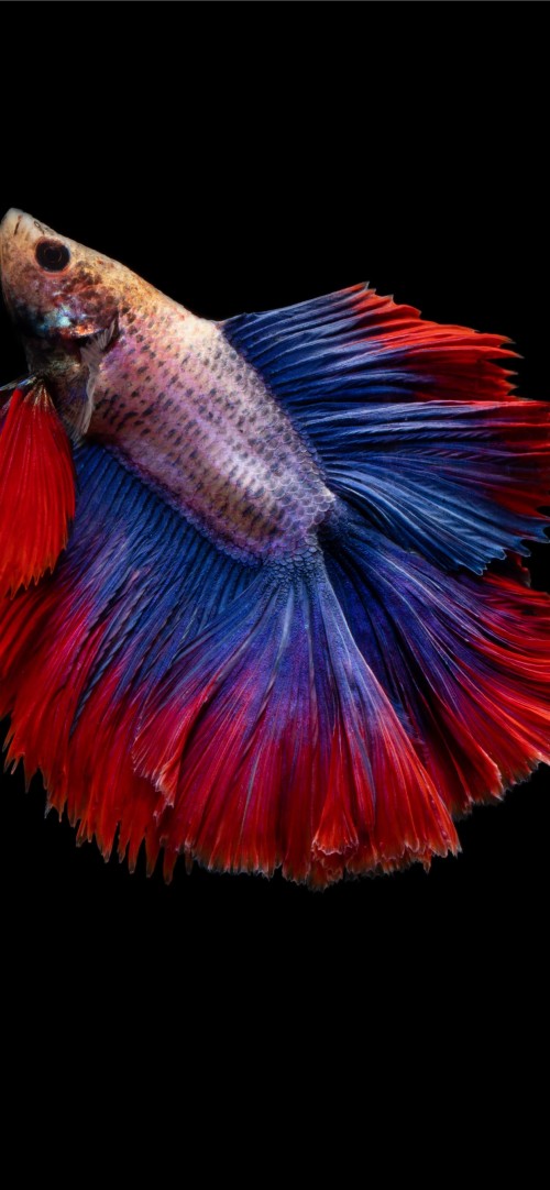 Halfmoon Betta Betta Fish (#2306402) - HD Wallpaper & Backgrounds Download