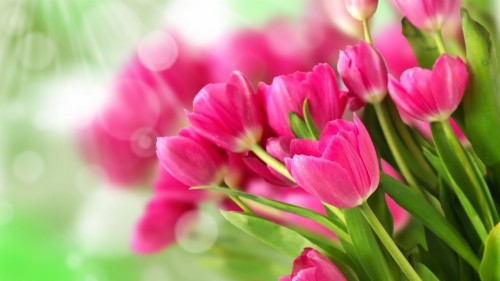 Tulips Flowers Background Hd (#401584) - HD Wallpaper & Backgrounds Download