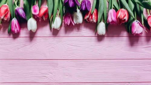 Tulips Flowers Background Hd (#401584) - HD Wallpaper & Backgrounds Download