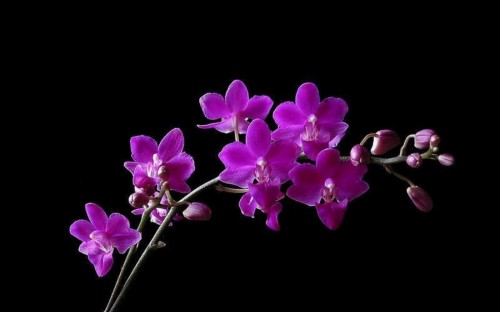 Beautiful Orchid Flower Hd (#3169301) - HD Wallpaper & Backgrounds Download
