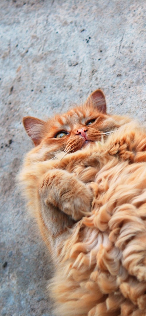 Fat Red Haired Cat (#3184271) - HD Wallpaper & Backgrounds Download