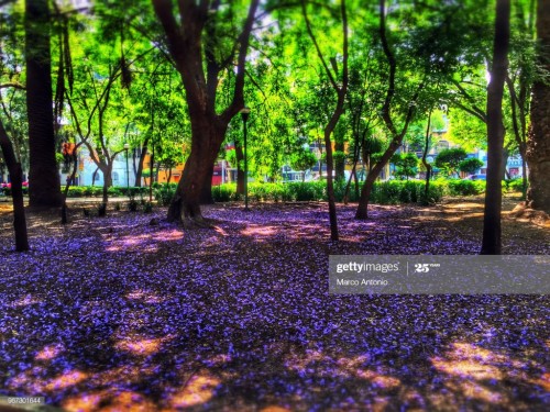 Stock Photo - Grove (#3184997) - HD Wallpaper & Backgrounds Download