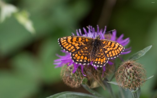 Lycaenid (#3194697) - HD Wallpaper & Backgrounds Download