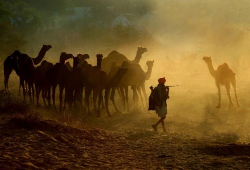 Rajasthani Wallpaper - Pushkar Camel Fair Best (#328497) - HD Wallpaper ...
