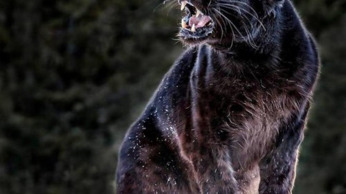 List of Free Wild Animals Animated Wallpaper Wallpapers Download - Itl.cat