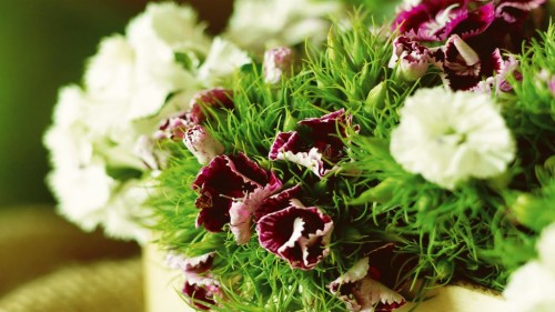 Fresh Daisies Hd Wallpaper - Fresh Flower Hd (#1521893) - HD Wallpaper ...