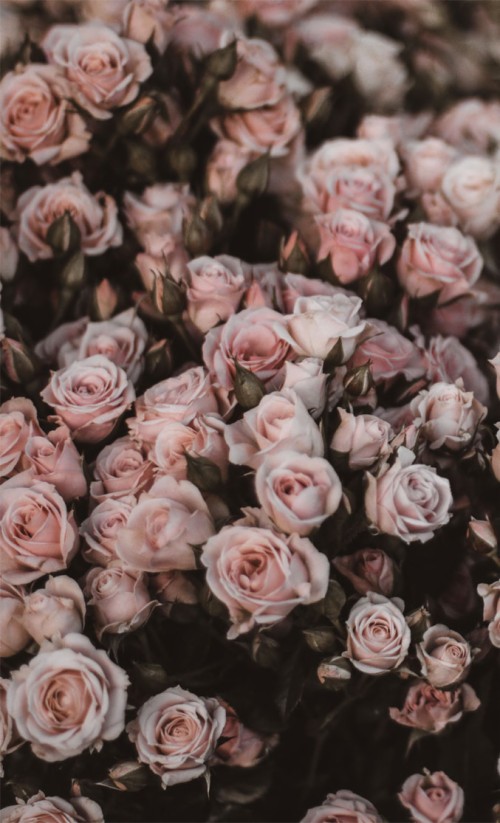 Rose Lock Screen Wallpaper - Flowers (#399719) - HD Wallpaper ...