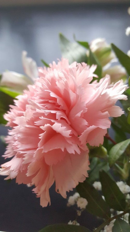 Carnation (#3224626) - HD Wallpaper & Backgrounds Download