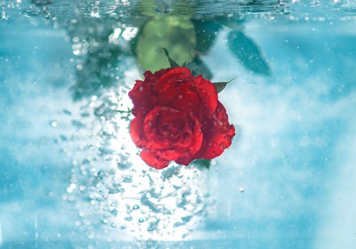 Floating Nature Rose Water Flowers Roses Flower Desktop - Garden Roses ...