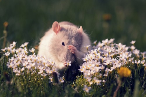 Lab Mice (#3232974) - HD Wallpaper & Backgrounds Download