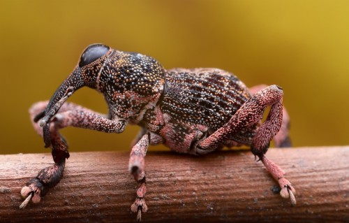 Photo Wallpaper Exoskeleton, Insect, Paws, Twig, Detail - Insect ...