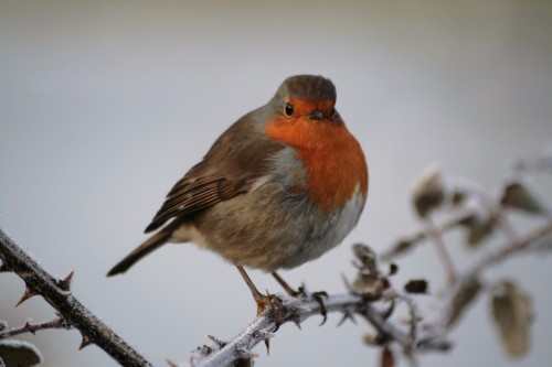 European Robin (#3237136) - HD Wallpaper & Backgrounds Download