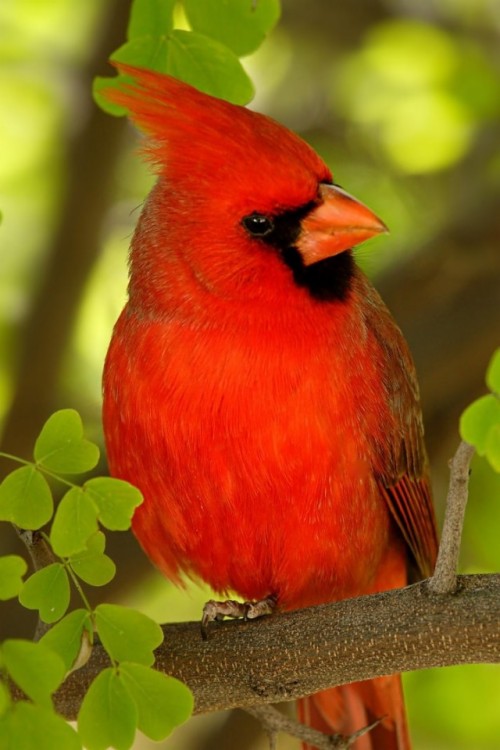 Red Cardinal - Red Cardinal Bird (#3237795) - HD Wallpaper ...