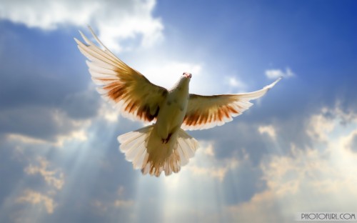 Beautiful Birds (#3258730) - HD Wallpaper & Backgrounds Download