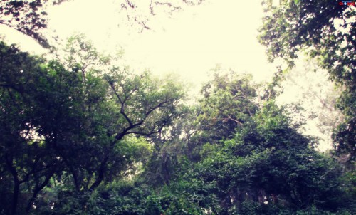 Old-growth Forest (#741433) - HD Wallpaper & Backgrounds Download