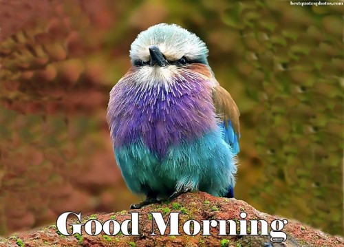 Good Morning Cute Bird Wallpapers - Good Morning Cute Birds (#3239975 ...