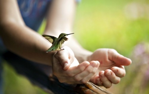 Birds Flying From Hands (#3240257) - HD Wallpaper & Backgrounds Download