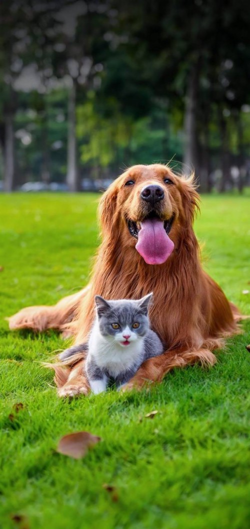 Cute Cat Dog Wallpaper By Mohakthakur 5a Free On Zedge - Cat And Dog ...