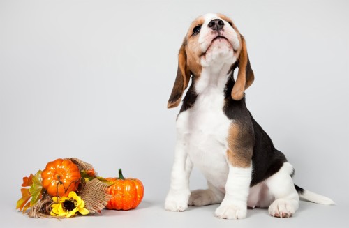 Beagle Puppy Wallpaper - Cute Dog Beagle (#3250549) - HD Wallpaper ...