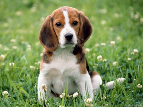Fakta-anjing - Beagle Dog Cute (#3250590) - HD Wallpaper & Backgrounds ...