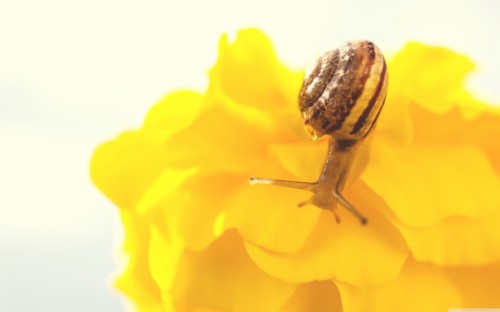 Snail Clipart (#3261380) - HD Wallpaper & Backgrounds Download