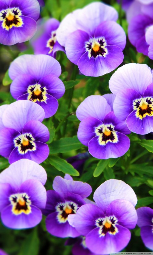 Finnish Flowers (#3270829) - HD Wallpaper & Backgrounds Download