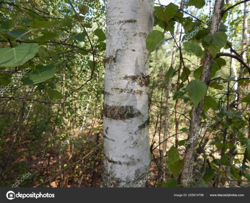 Wall Mural Tree, Canoe Birch And Sweet Birch - Birch (#2950647) - HD ...