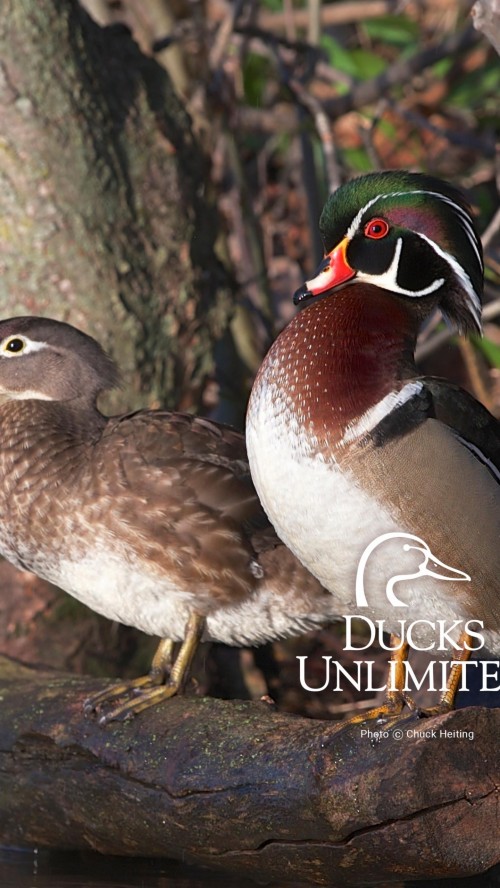 Ducks Unlimited Wallpaper - Ducks Unlimited Logo Missouri (#3271983 ...