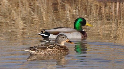 Mallard (#2907994) - HD Wallpaper & Backgrounds Download