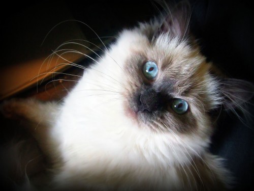 Birman (#3291757) - HD Wallpaper & Backgrounds Download