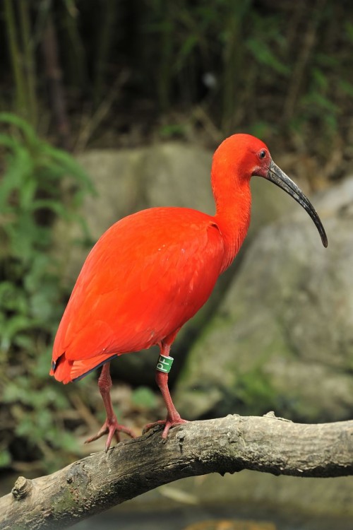 Ibis Bird Flying Beautiful Birds Rare Photographs Mobile - Scarlet Ibis ...